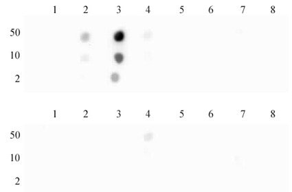 Histone H3R2me2s (symmetric) antibody (pAb) | Proteintech