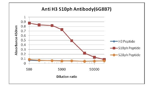 Histone H3S10ph antibody (mAb) (Clone 6G8B7) | Proteintech