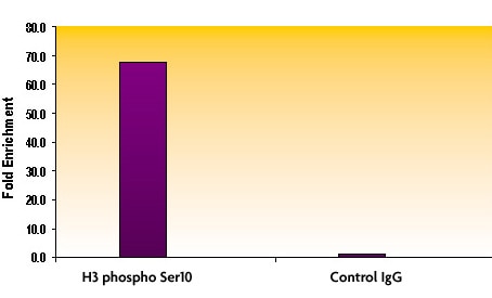 Histone H3S10ph antibody (pAb) | Proteintech