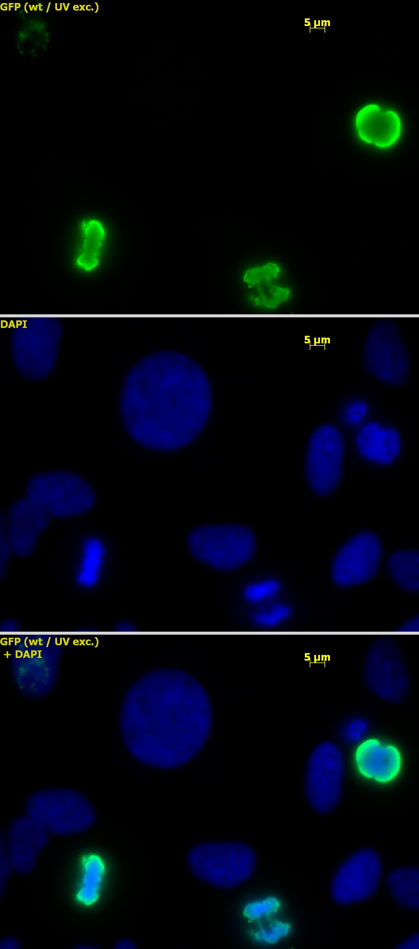 Histone H3S10ph antibody (pAb) | Proteintech