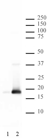 Histone H3S10ph antibody (pAb) | Proteintech