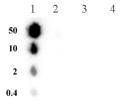 Histone H3S10ph antibody (pAb) | Proteintech