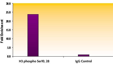 Histone H3S10phS28ph antibody (pAb) | Proteintech