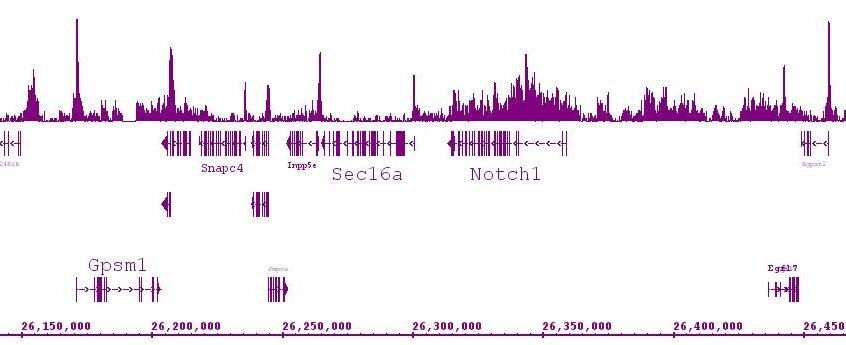 Histone H4K5ac antibody (pAb) | Proteintech
