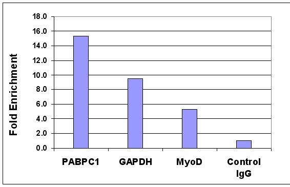 Histone H4K5ac antibody (pAb) | Proteintech