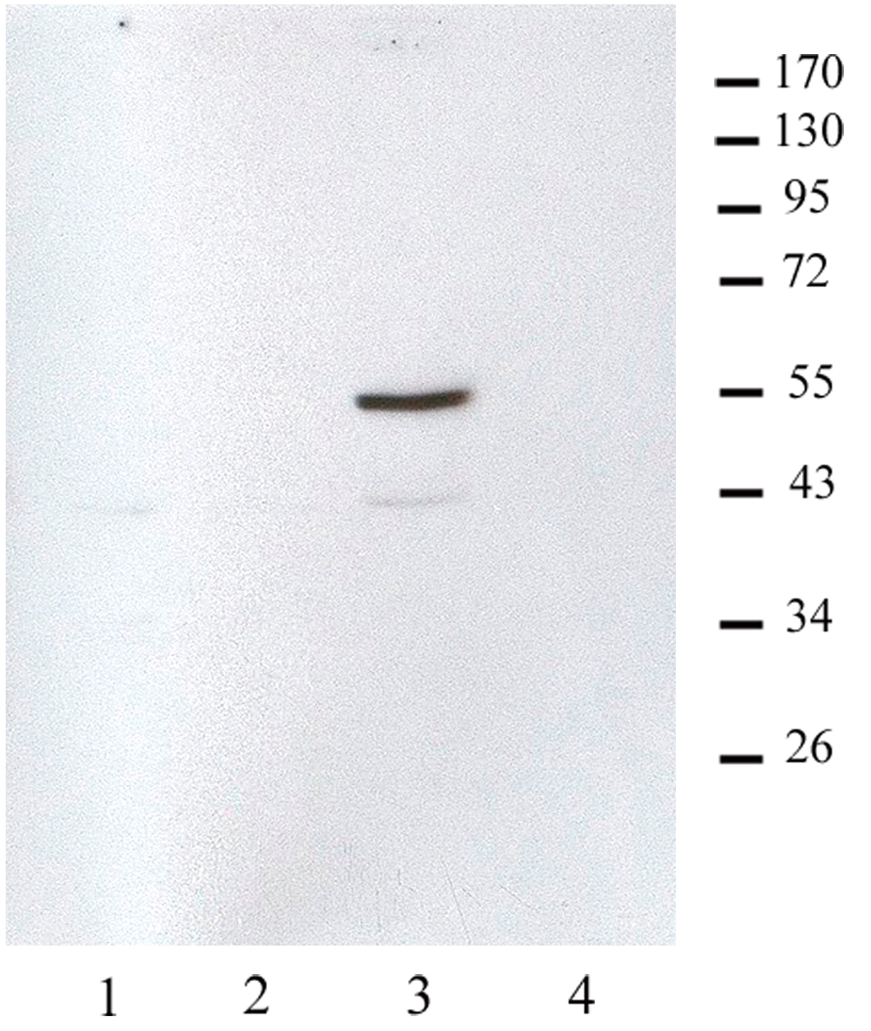 Histone macroH2A1.2 antibody (mAb) (Clone 14G7-H9) | Proteintech