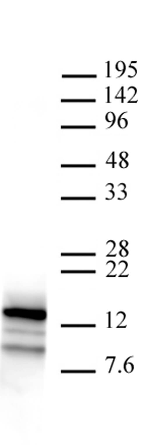 Htz1 / Histone H2A.Z antibody (pAb) (H2AZ) | Proteintech
