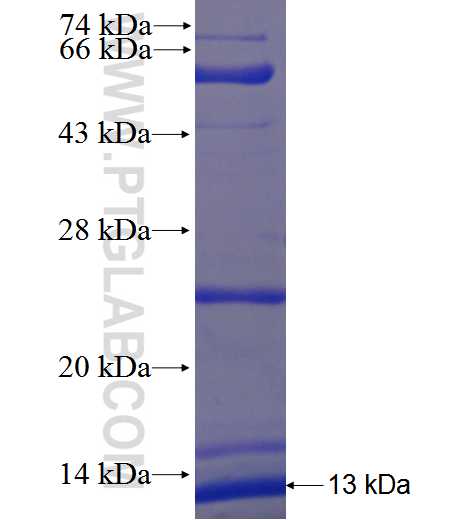 ID1 Fusion Protein Ag24358 | Proteintech