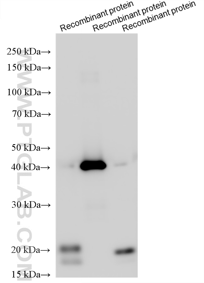IFN alpha 2B antibody (85261-2-RR) | Proteintech