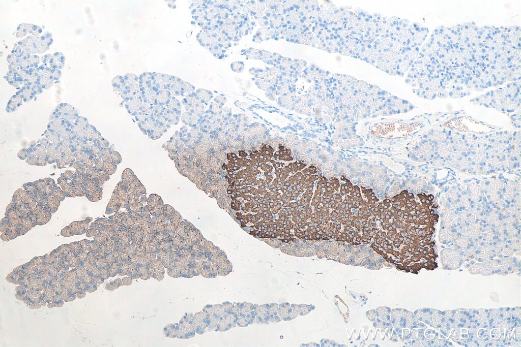 IHCeasy Insulin Ready-To-Use IHC Kit KHC0004 | Proteintech