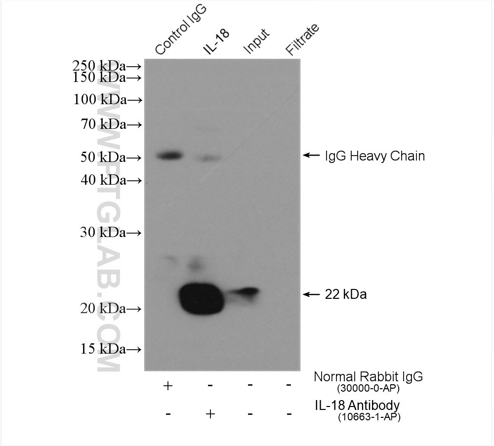 IL-18 antibody (10663-1-AP) | Proteintech