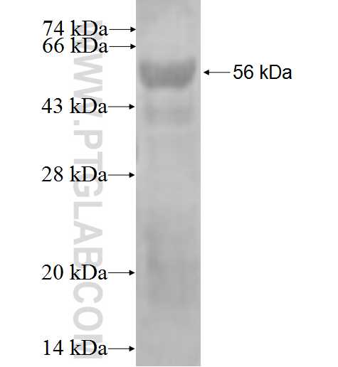 IL-33 Fusion Protein Ag2691 | Proteintech