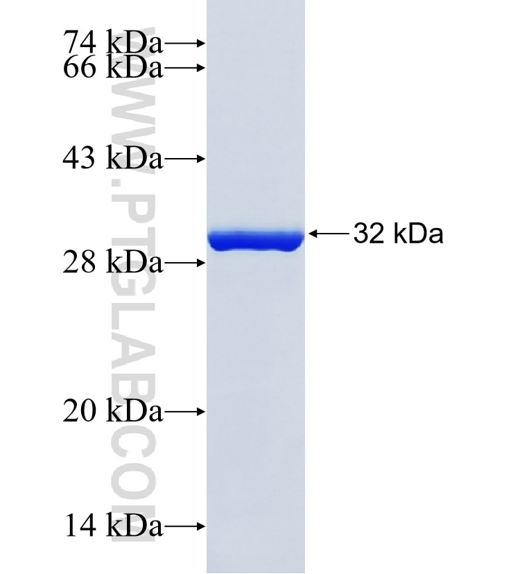 IMAA Fusion Protein Ag38511 | Proteintech
