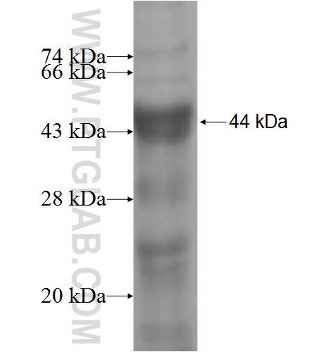 IRAK3 Fusion Protein Ag5287 | Proteintech