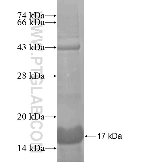 ISLR Fusion Protein Ag19471 | Proteintech