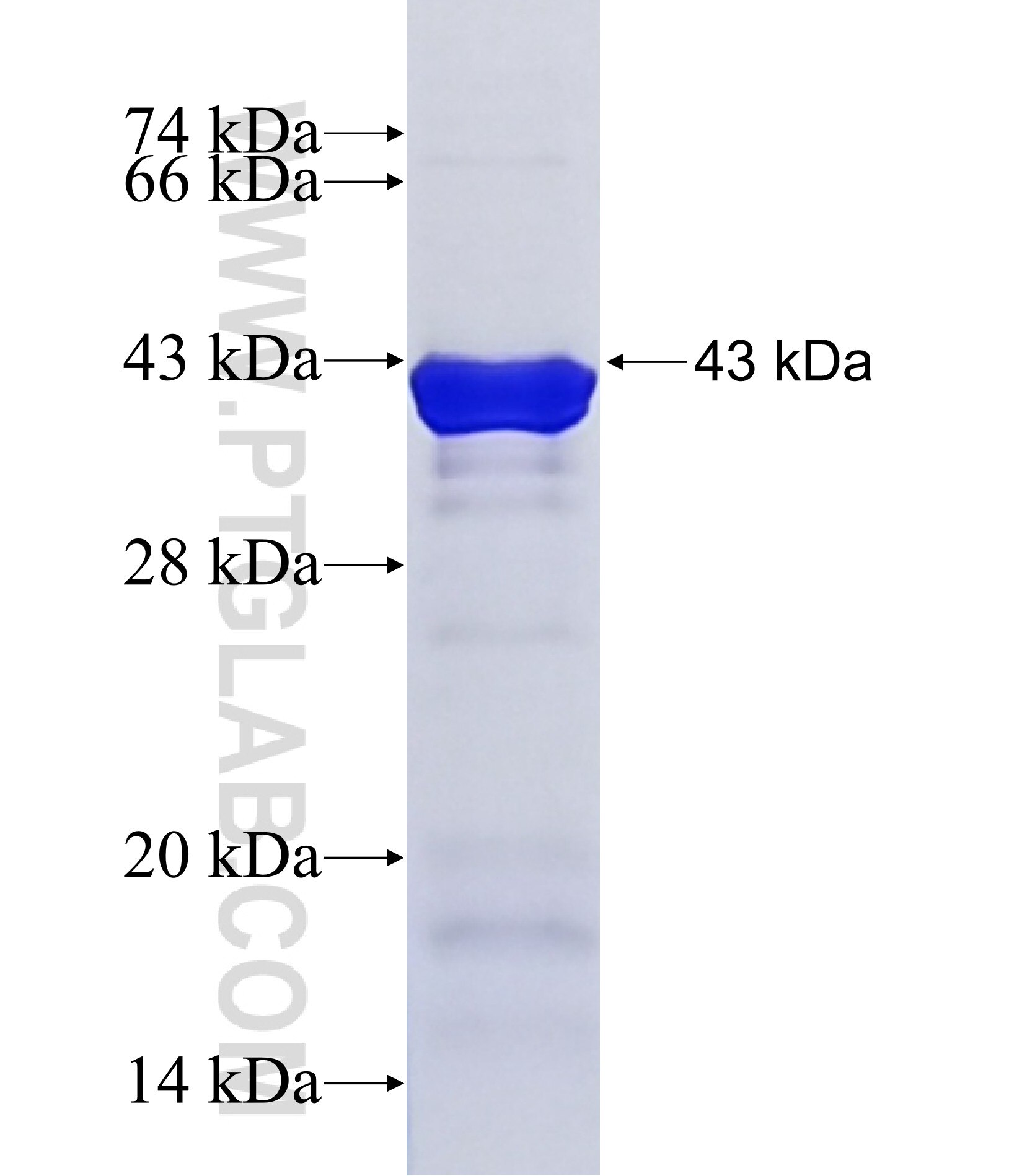 ITSN1 Fusion Protein Ag16511 | Proteintech
