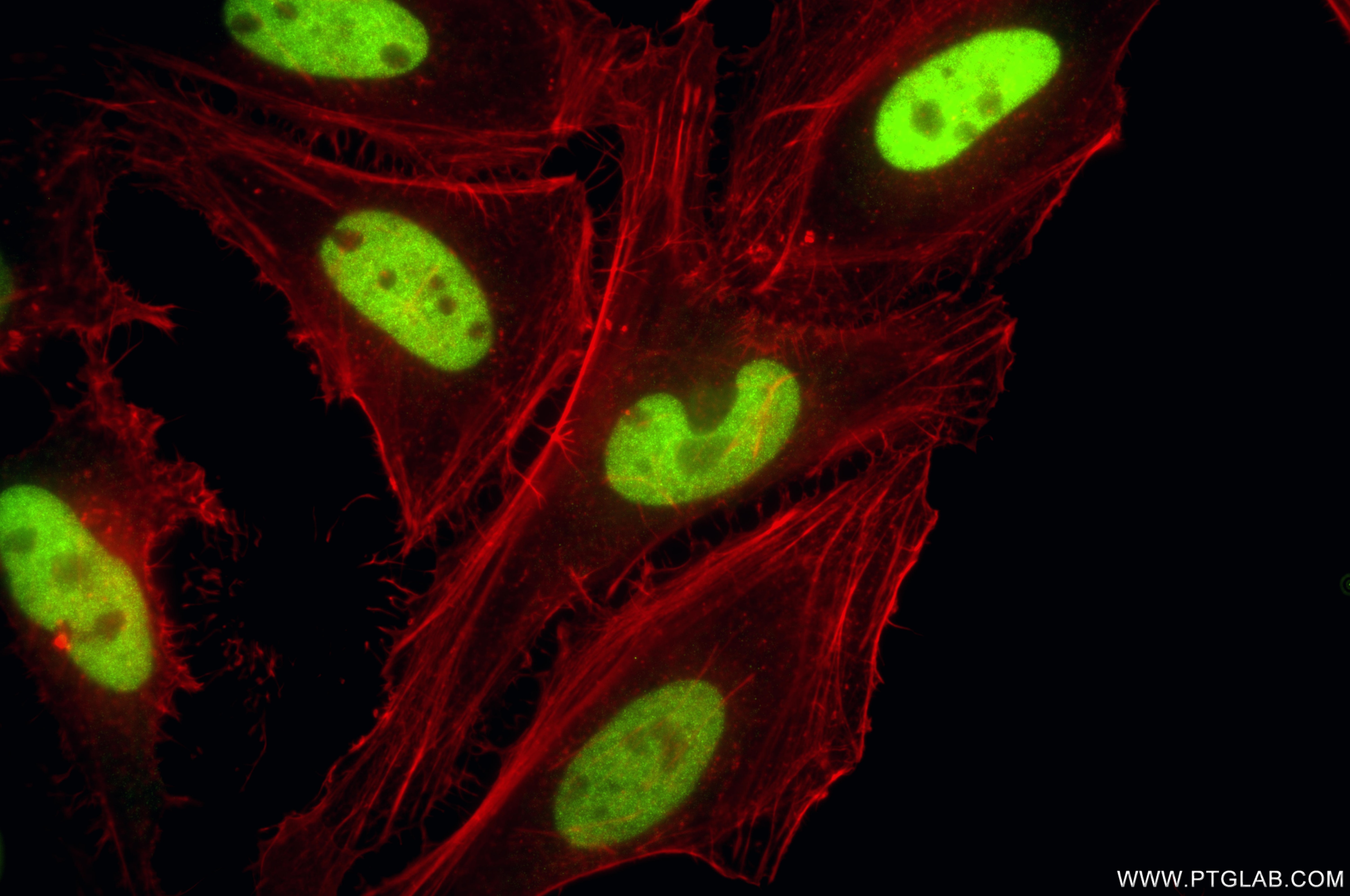 JUN antibody (81667-5-RR) | Proteintech
