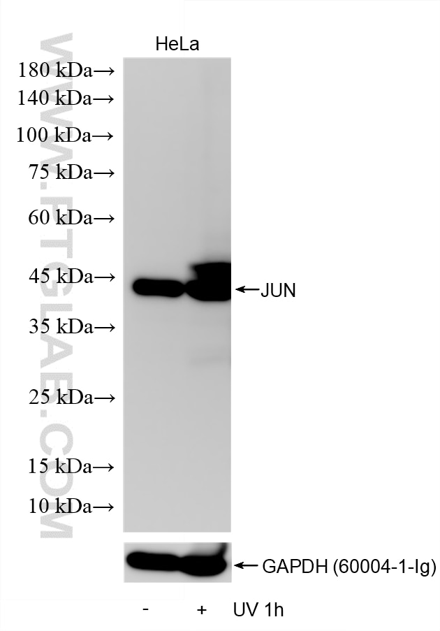 JUN antibody (81667-5-RR) | Proteintech