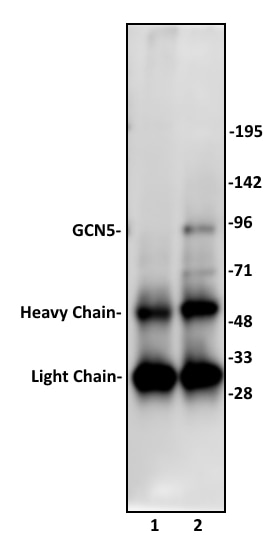 KAT2A (GCN5) antibody (pAb) | Proteintech