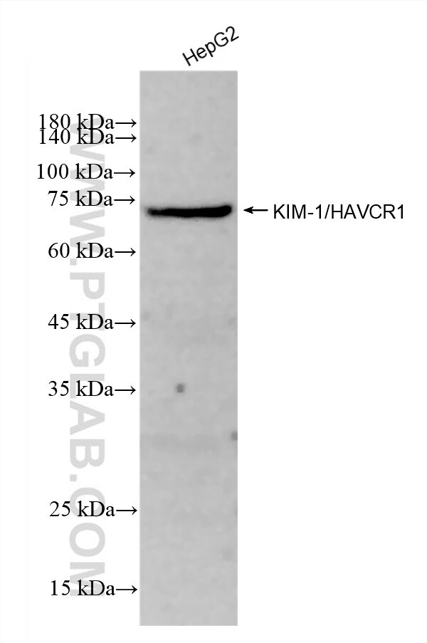 KIM-1/HAVCR1 antibody (83221-2-RR) | Proteintech