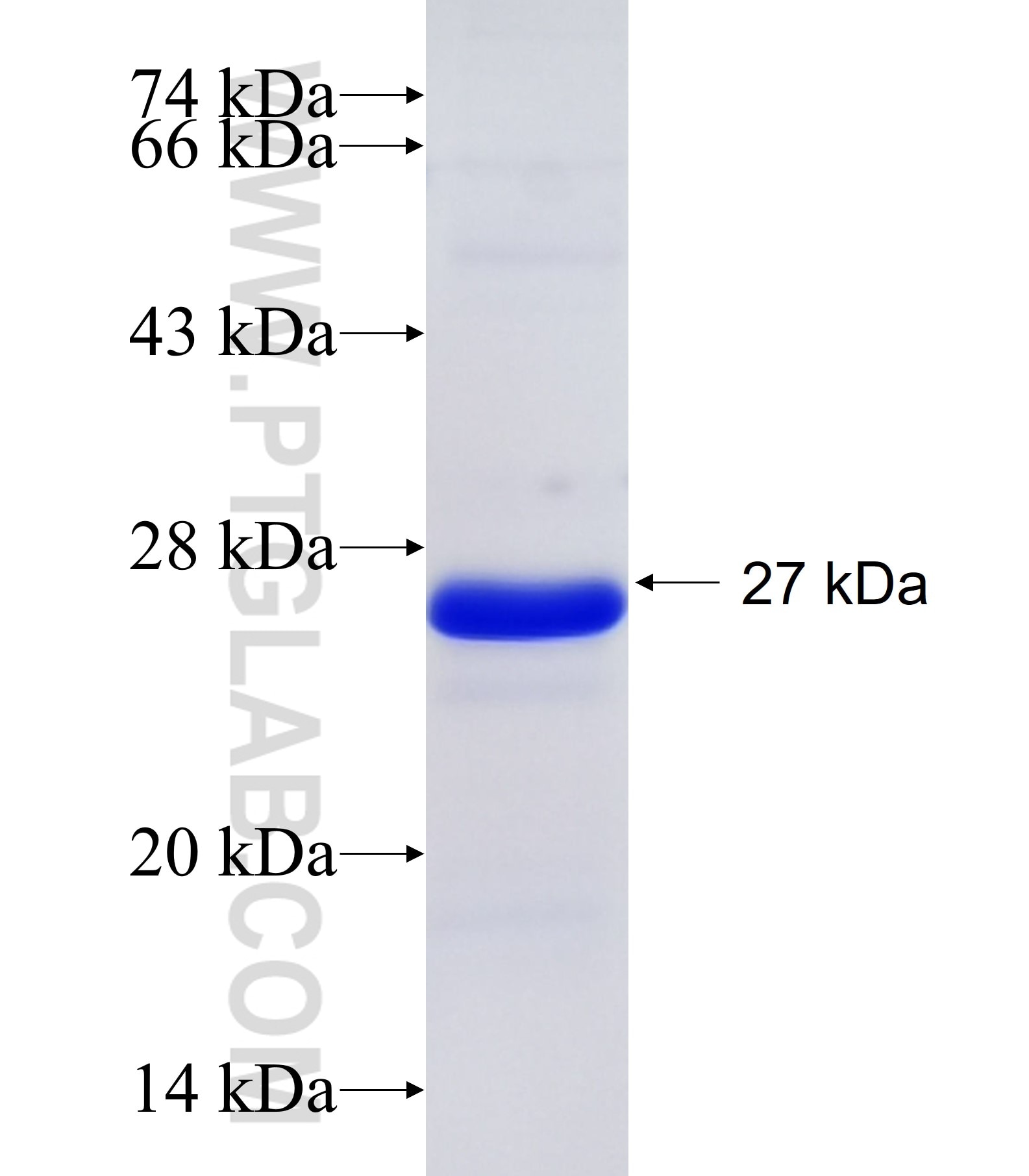 KLF9 Fusion Protein Ag34424 | Proteintech