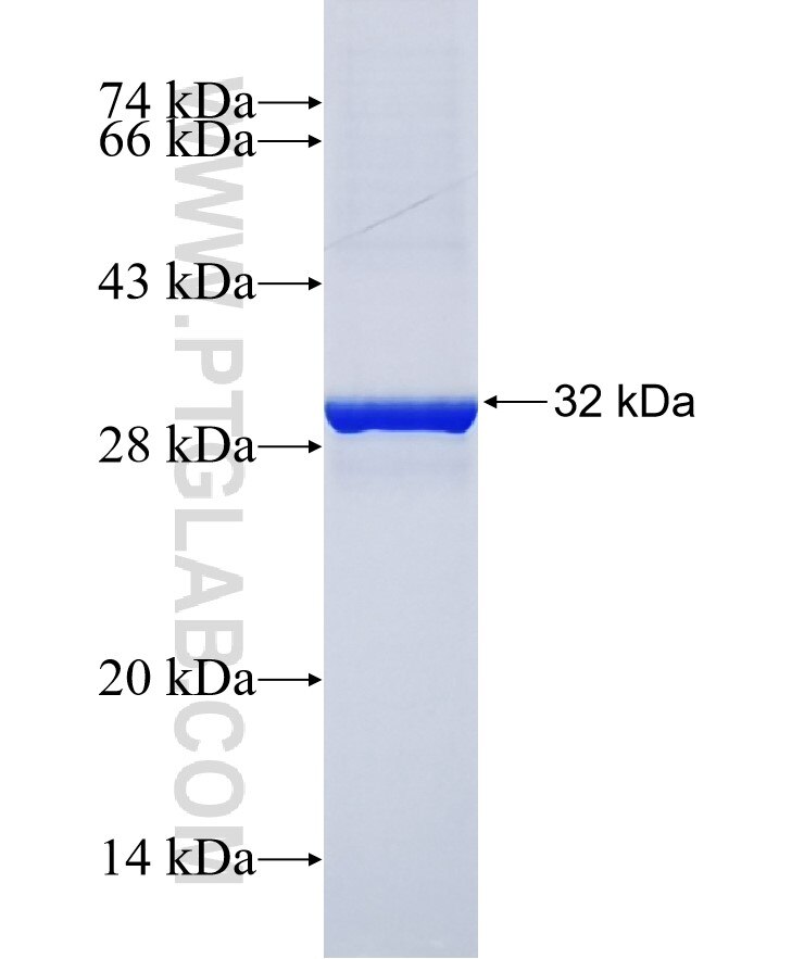 LEAP2 Fusion Protein Ag37485 | Proteintech