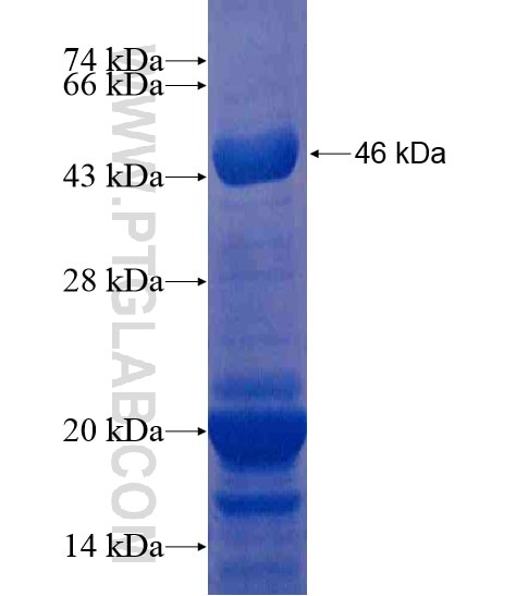 LRPAP1 Fusion Protein Ag20406 | Proteintech
