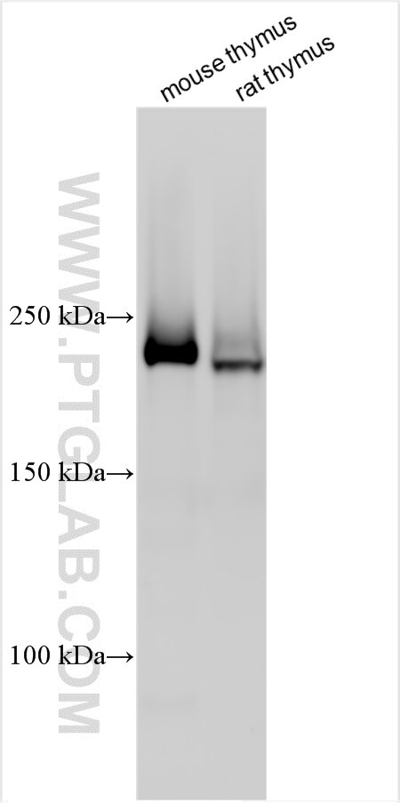 LY75/DEC-205 antibody (33282-1-AP) | Proteintech
