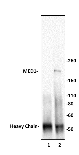 MED1 antibody (pAb) | Proteintech