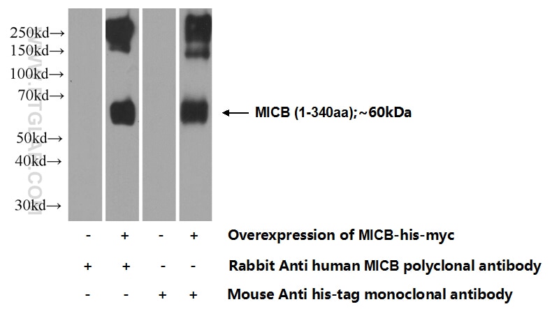 MICB Fusion Protein Ag5948 | Proteintech
