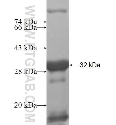 MICB Fusion Protein Ag5948 | Proteintech