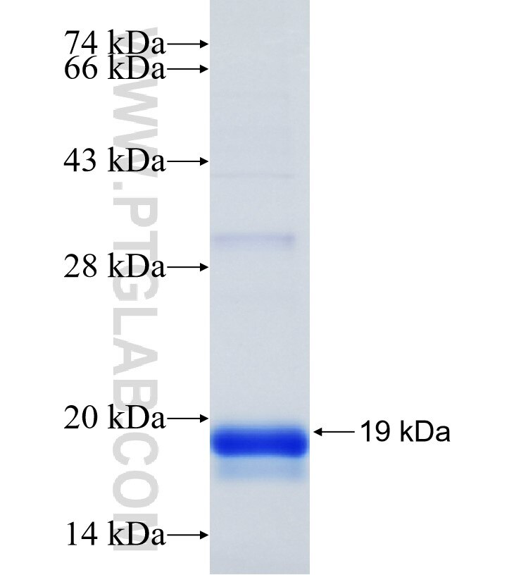 MORF4L1 Fusion Protein Ag33880 | Proteintech