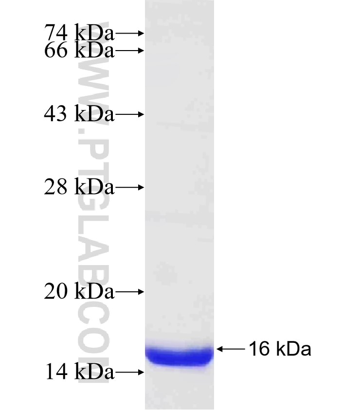 MOXD1 Fusion Protein Ag30330 | Proteintech