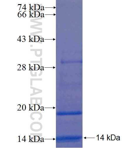 MRAS Fusion Protein Ag6262 | Proteintech