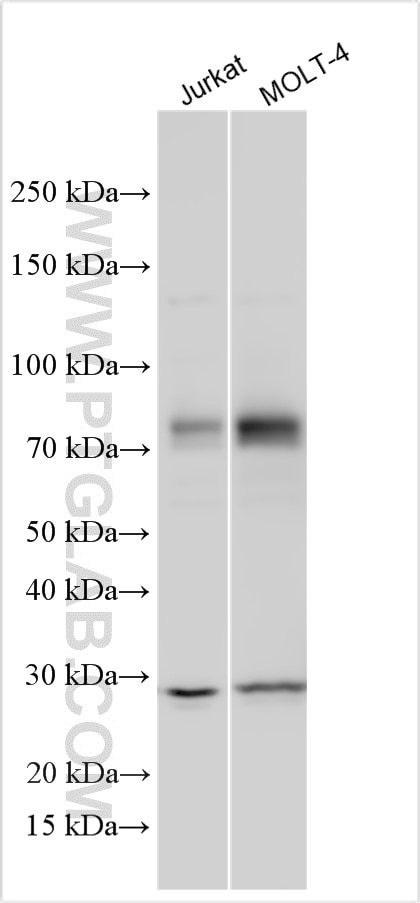 MSL2 antibody (23601-1-AP) | Proteintech