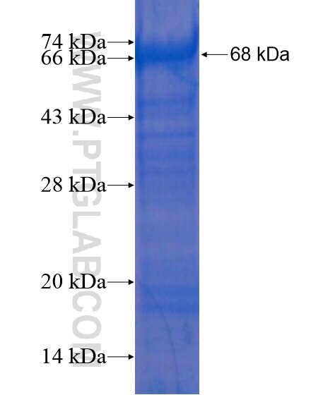 MSL2 Fusion Protein Ag18727 | Proteintech