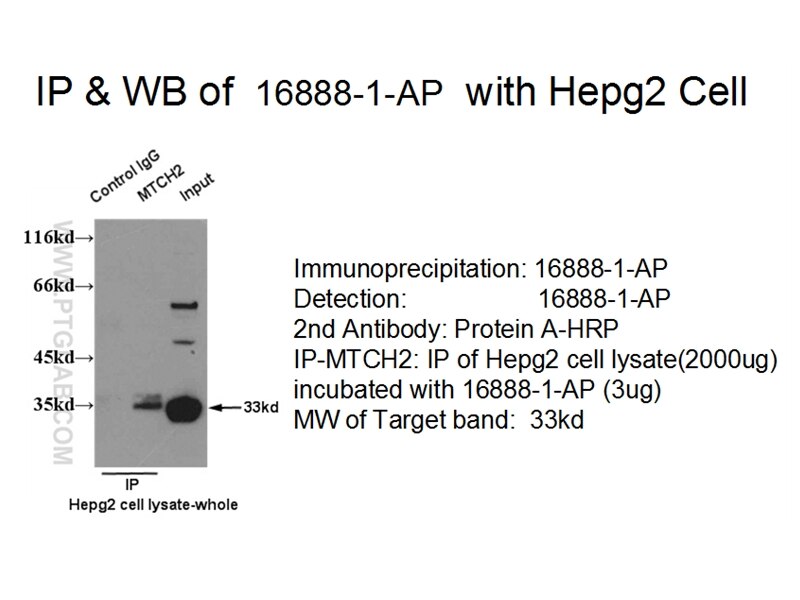MTCH2 Fusion Protein Ag10381 | Proteintech