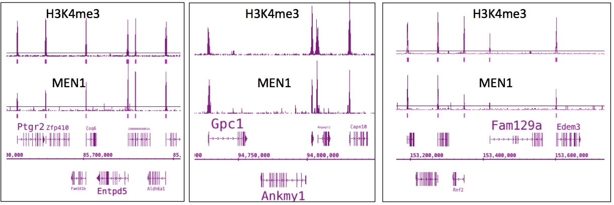 Menin antibody (pAb) | Proteintech