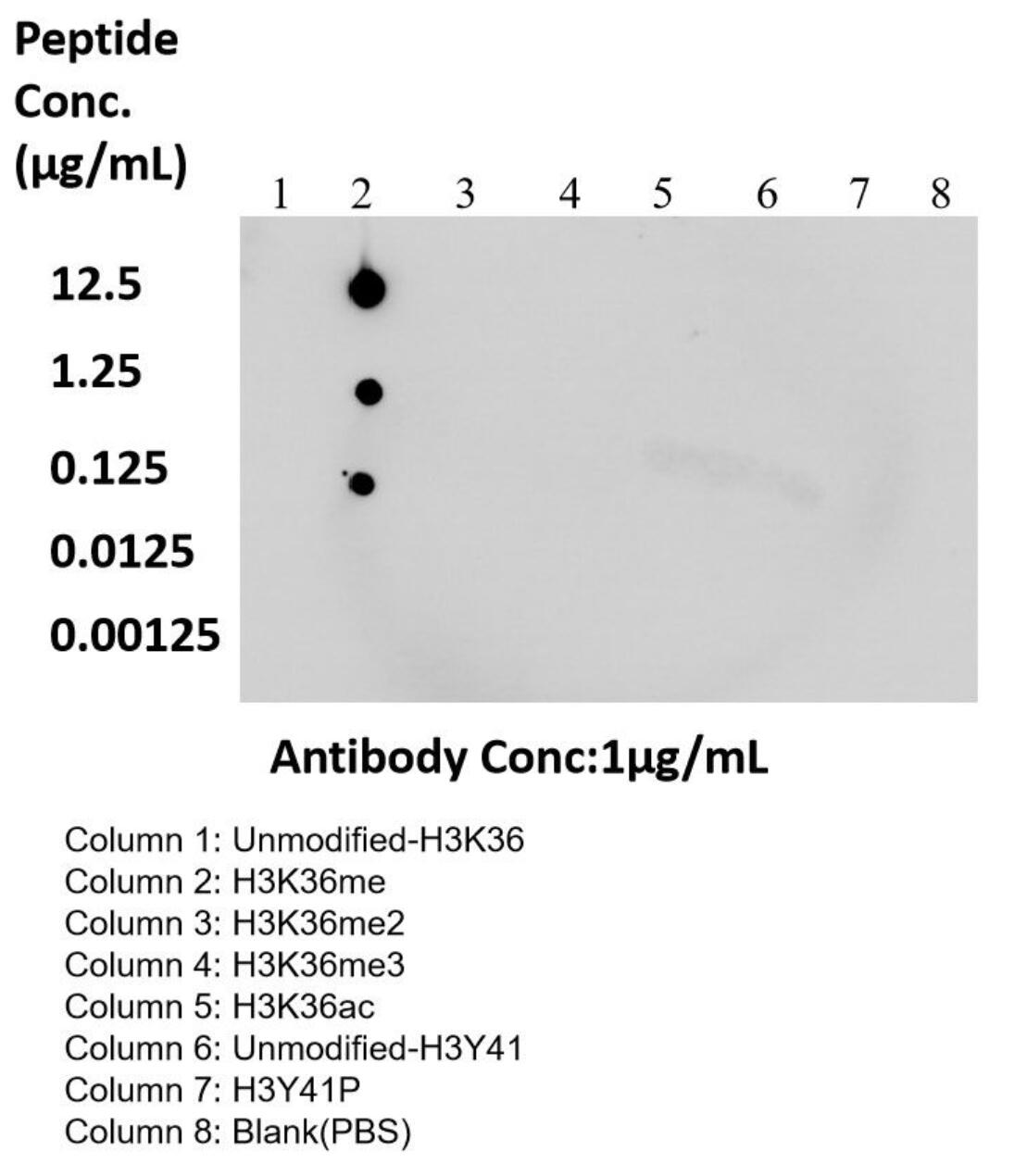 Mono-Methyl-Histone H3 (Lys36) antibody (82825-2-RR) | Proteintech