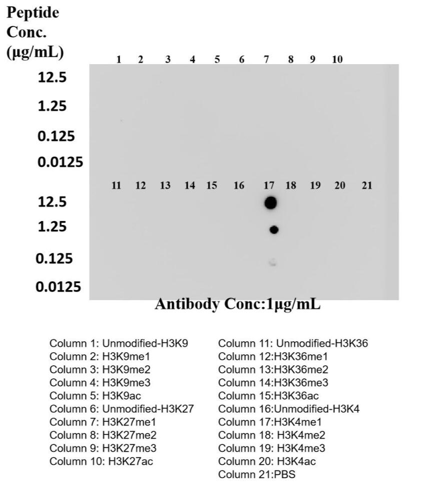 Mono-Methyl-Histone H3 (Lys4) antibody (84740-1-RR) | Proteintech