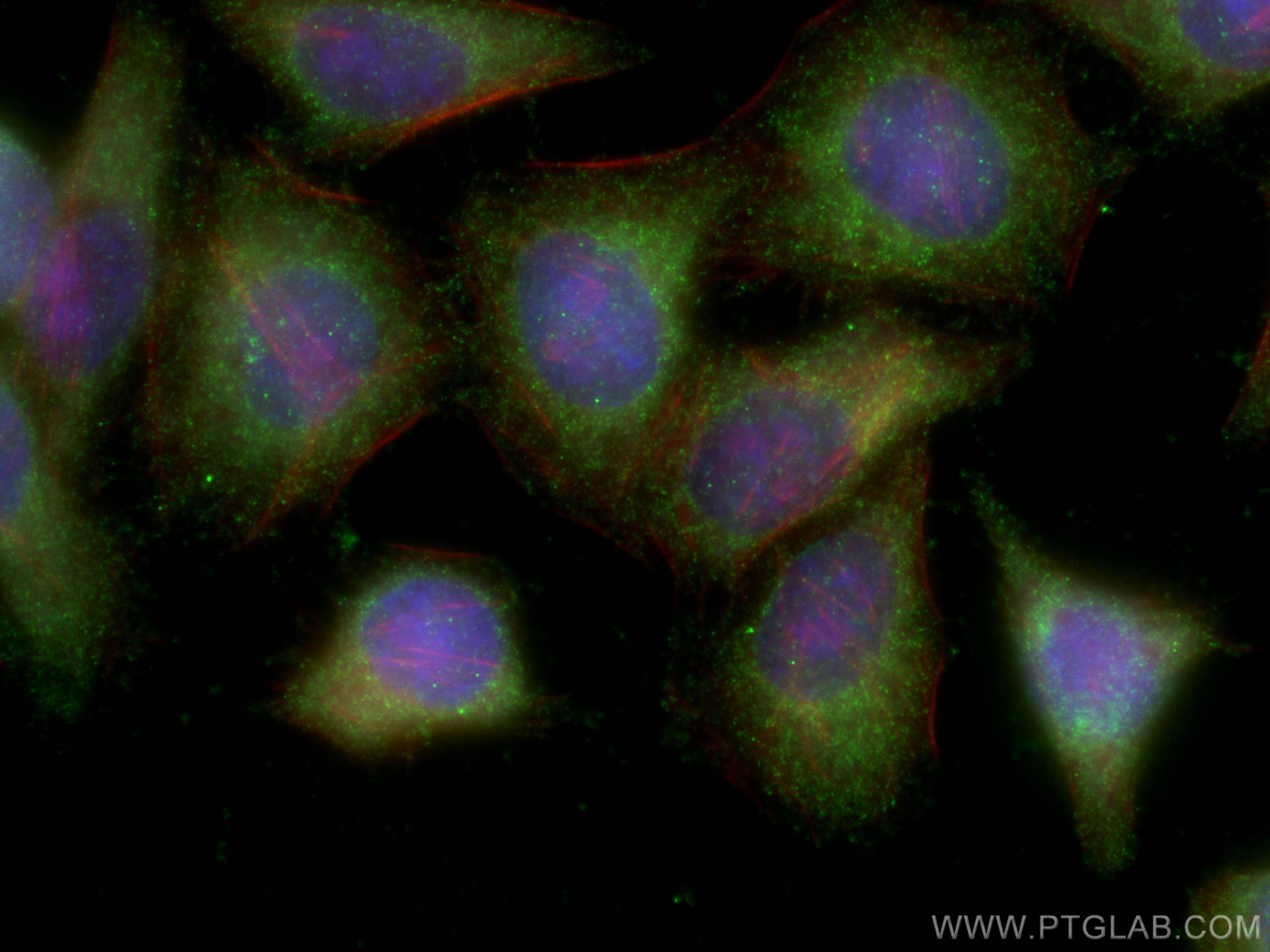NLRP3 Antibody (19771-1-AP) | Proteintech