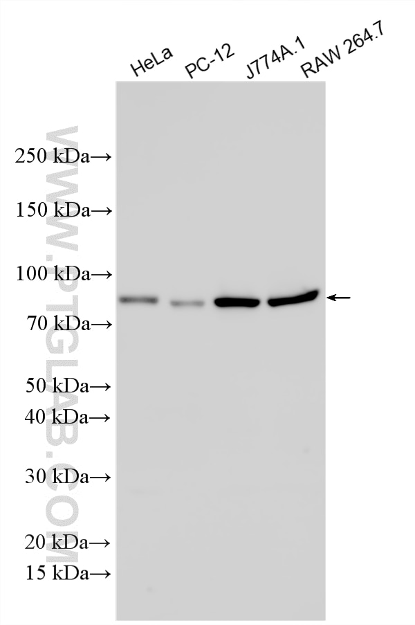 NCAPH2 antibody (33595-1-AP) | Proteintech