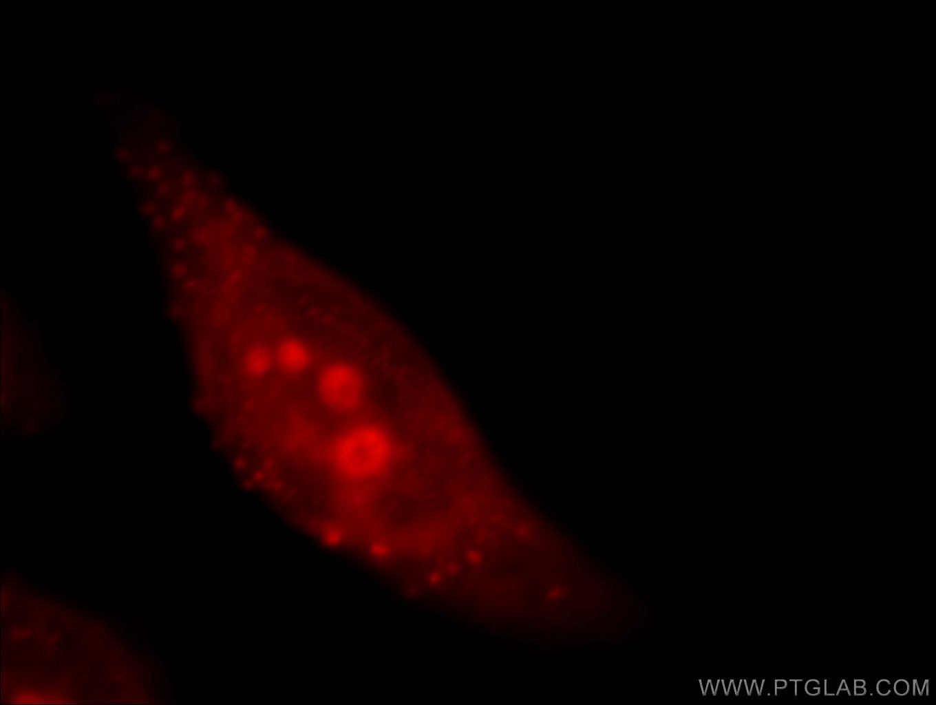 NF200 Fusion Protein Ag13517 | Proteintech