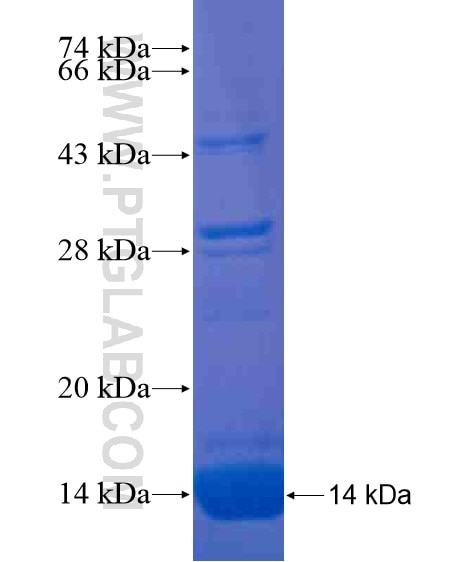 NMS Fusion Protein Ag20493 | Proteintech