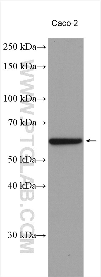 NOX1 antibody (17772-1-AP) | Proteintech