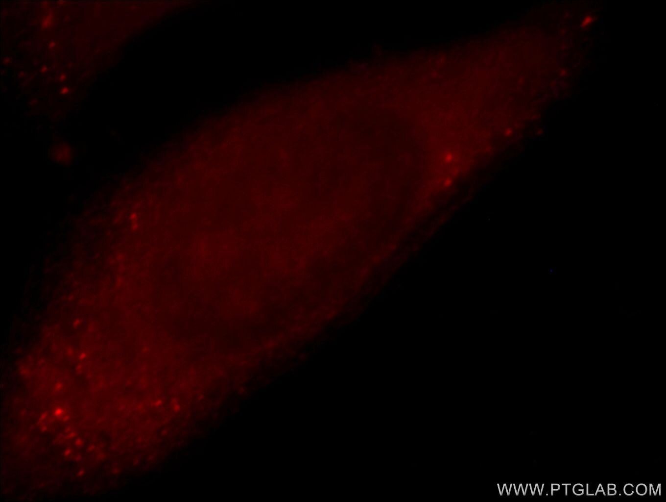 NOX3 Fusion Protein Ag32601 | Proteintech