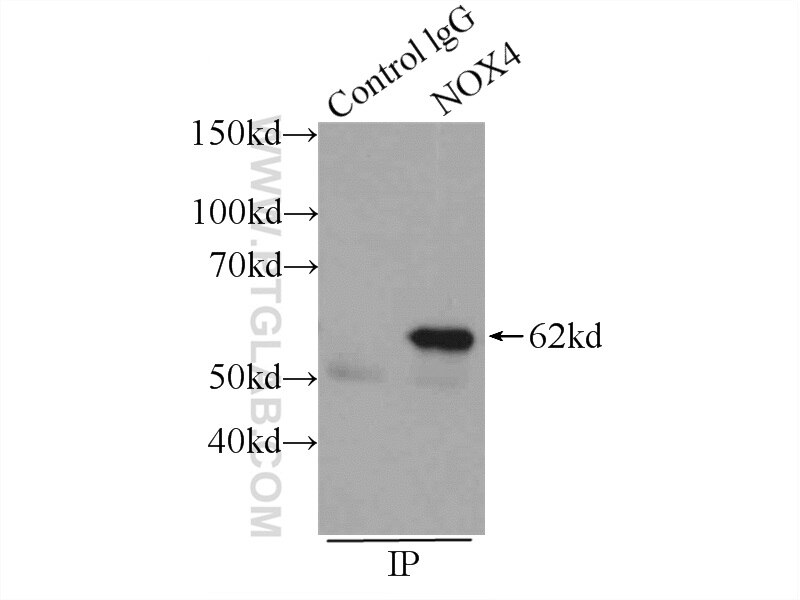NOX4 antibody (14347-1-AP) | Proteintech