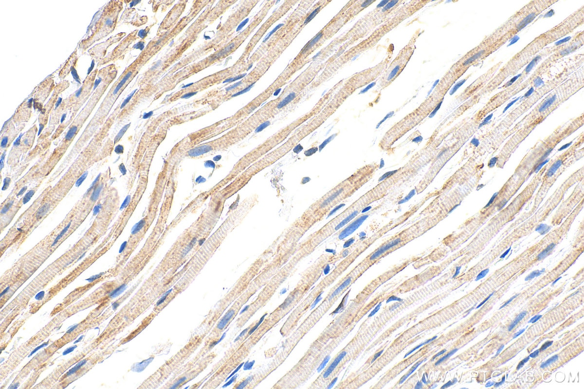 NPPC antibody (29352-1-AP) | Proteintech