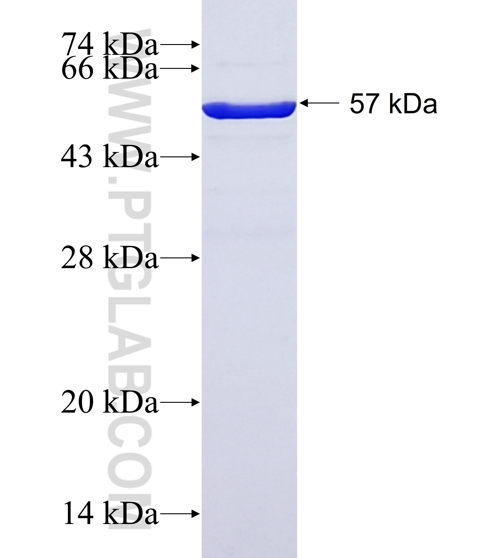 NR1H4 Fusion Protein Ag35390 | Proteintech