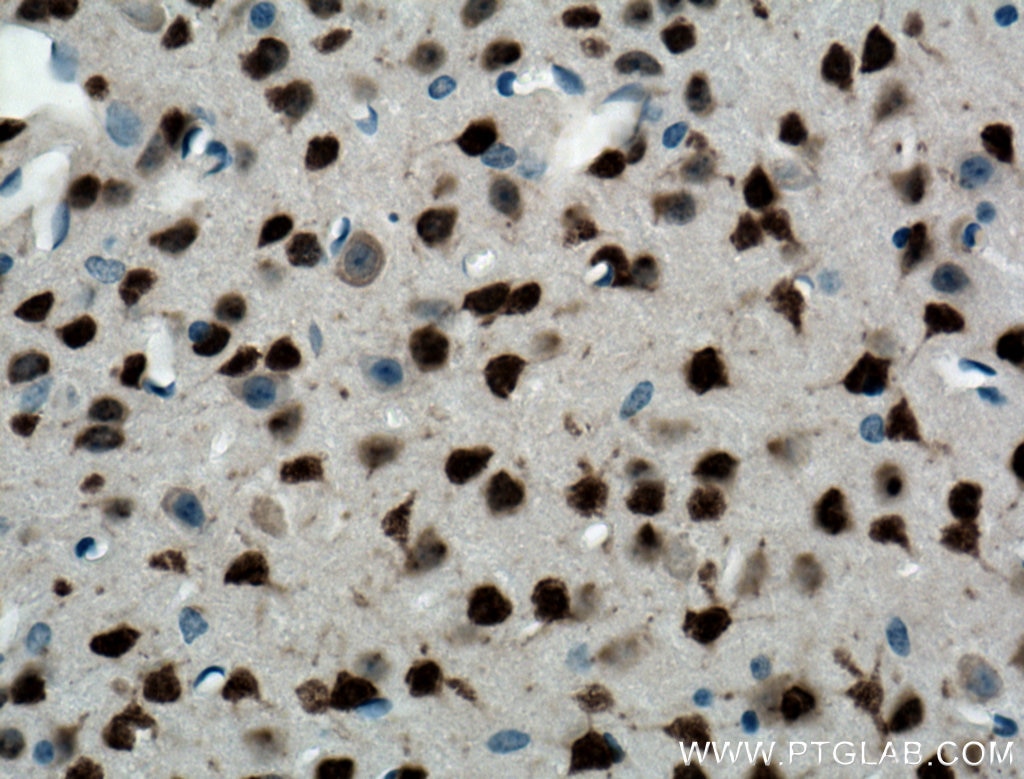 NeuN antibody (26975-1-AP) | Proteintech